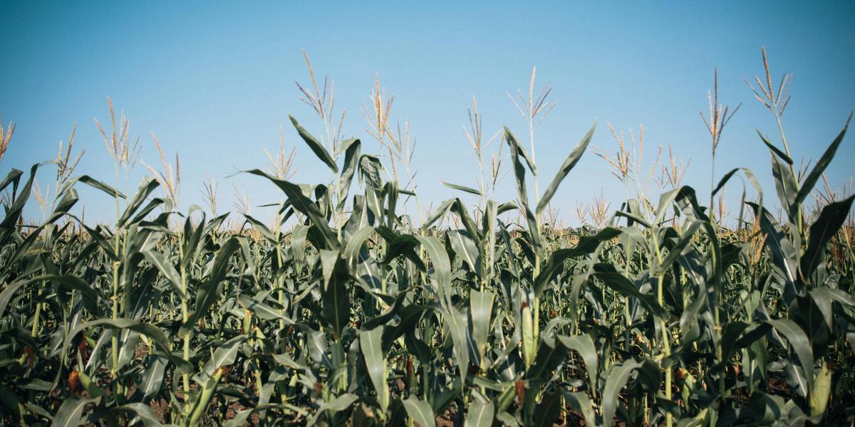 Is Biofuel Renewable? Demystifying Renewable Resources